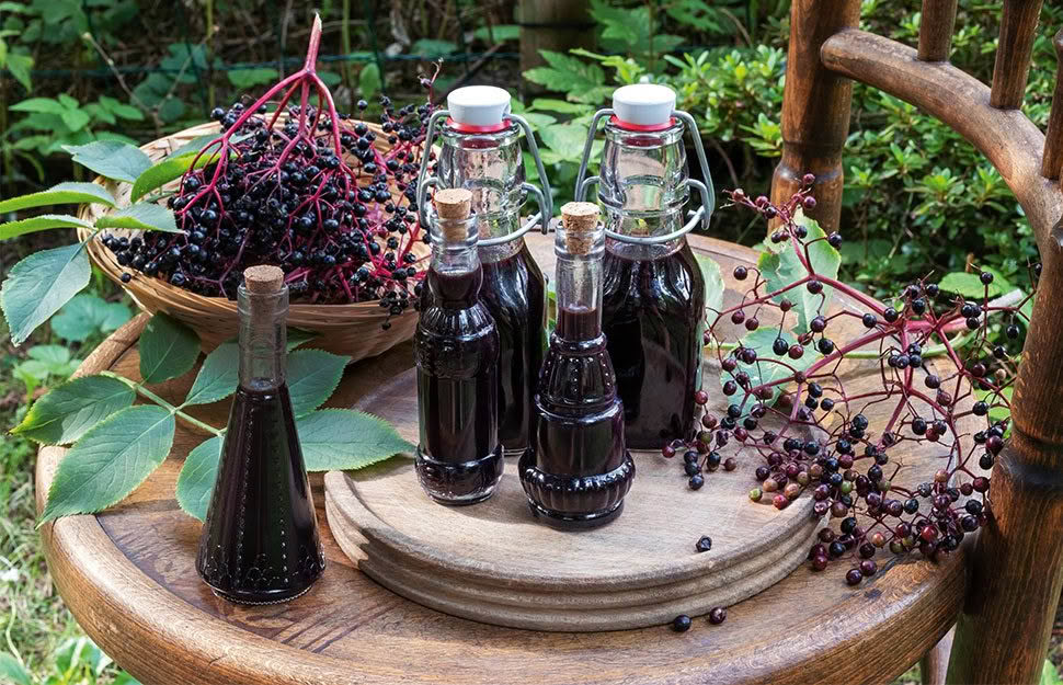 The pest berry with plenty of uses