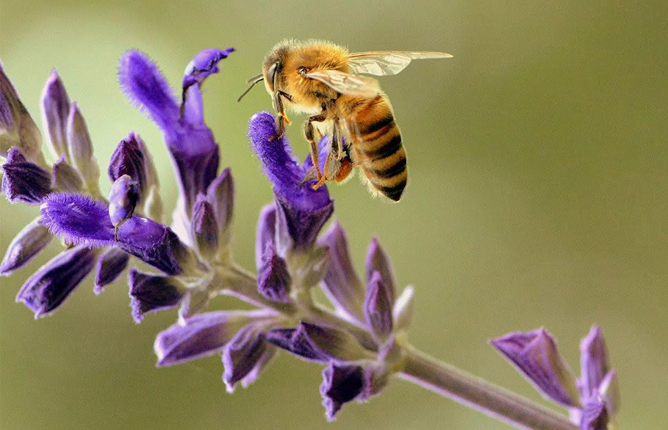 The curious structure of the honeybee world