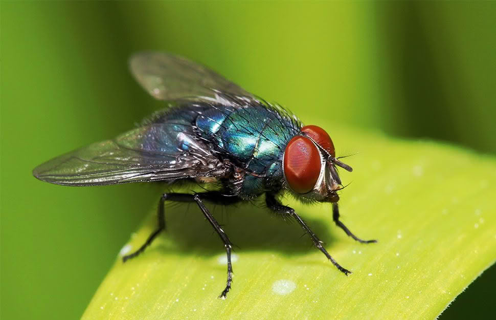 How to keep a fly invasion under control