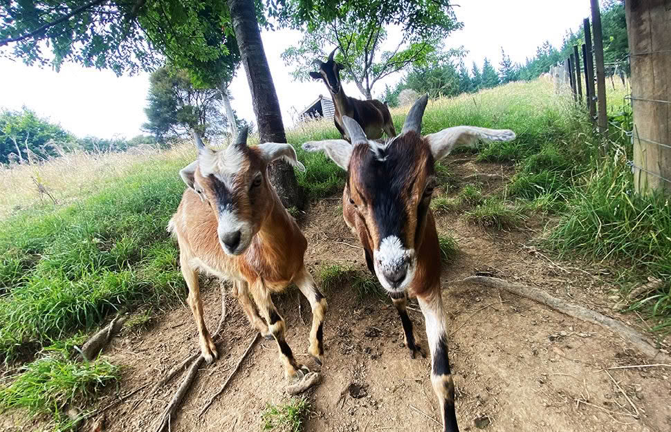 The art of maintaining and containing rescue goats