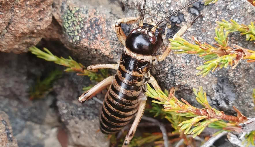 Frozen in Time – the New Zealand Mountain Stone Weta